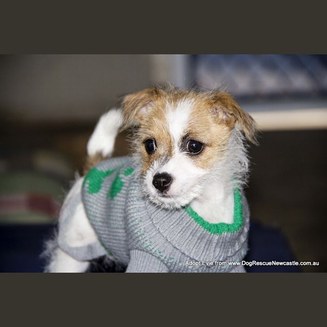 Evie ~ Maltese x Mini Foxy puppy (Trial 18/7/16) - Small Female Maltese ...