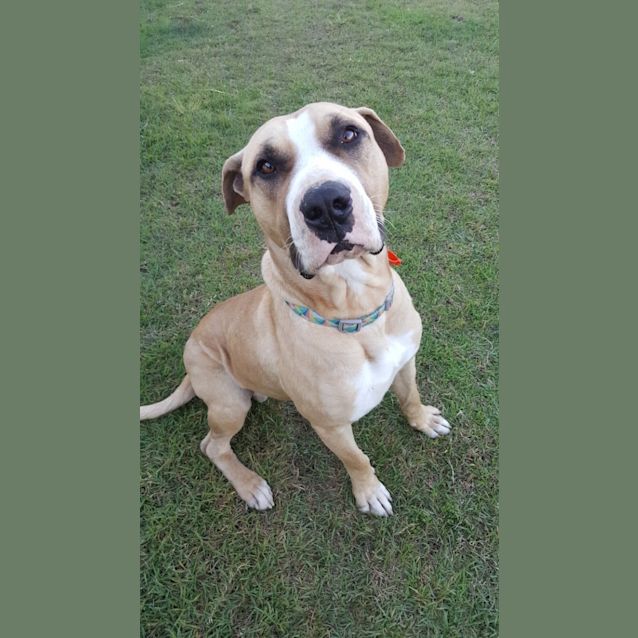 Gus - Large Male Bull Arab Mix Dog in QLD - PetRescue