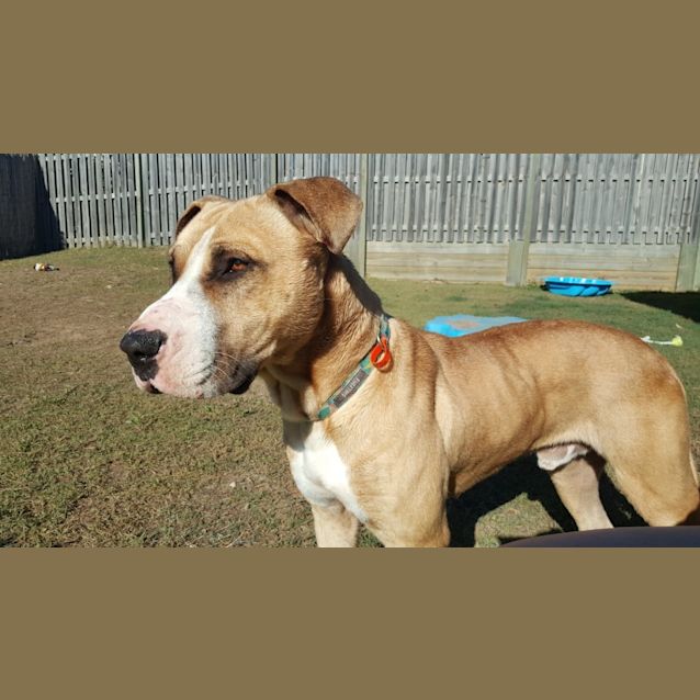 Gus - Large Male Bull Arab Mix Dog in QLD - PetRescue