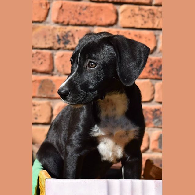 Clover - Medium Female Border Collie x Rhodesian Ridgeback Dog in QLD ...