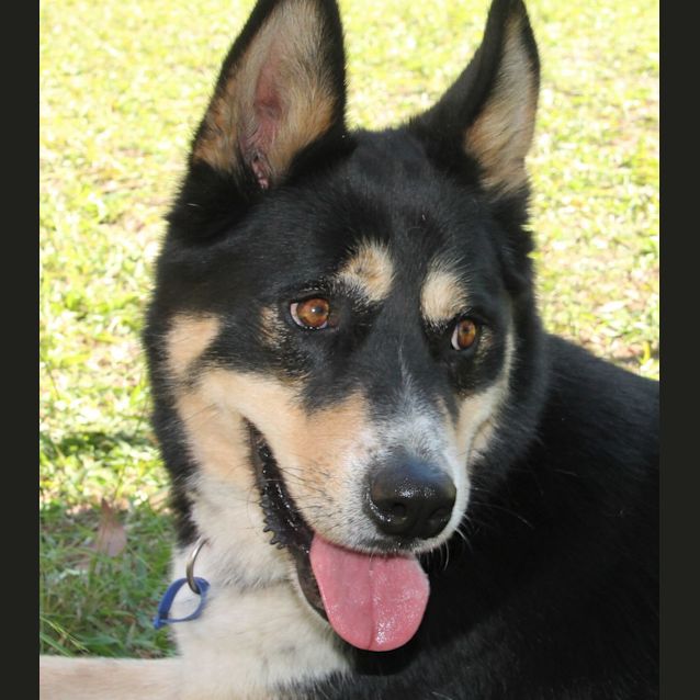 Diego ~ Husky x Kelpie ~ On Trial 18/8/17 - Medium Male Kelpie x ...