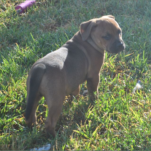 Pups Staffy x Rotty 7, 5M,3F - Medium Male Staffordshire Bull Terrier x ...