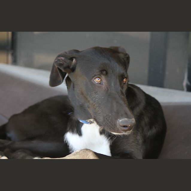 Mojo - Large Male Staghound x Irish Wolfhound x Great Dane x Greyhound ...