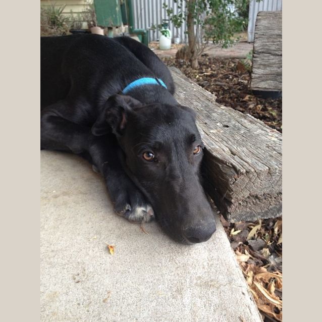 Mojo - Large Male Staghound x Irish Wolfhound x Great Dane x Greyhound ...