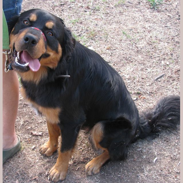 Rocky - Large Male Golden Retriever x Rottweiler Dog in VIC - PetRescue