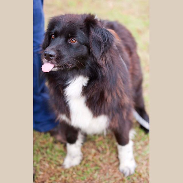 Lucy ID14430 - Medium Female Border Collie x Samoyed Mix Dog in VIC ...