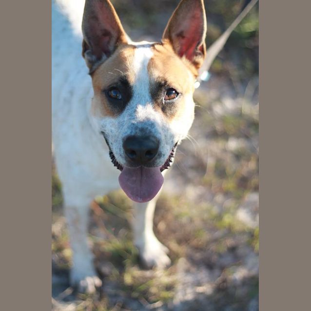 Mate - Medium Male Red Heeler Dog in WA - PetRescue