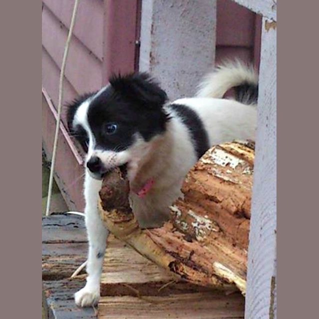 Lily - Small Female Papillon x Jack Russell Terrier Mix Dog in VIC ...