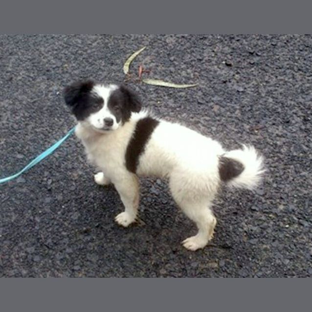 Lily - Small Female Papillon x Jack Russell Terrier Mix Dog in VIC ...