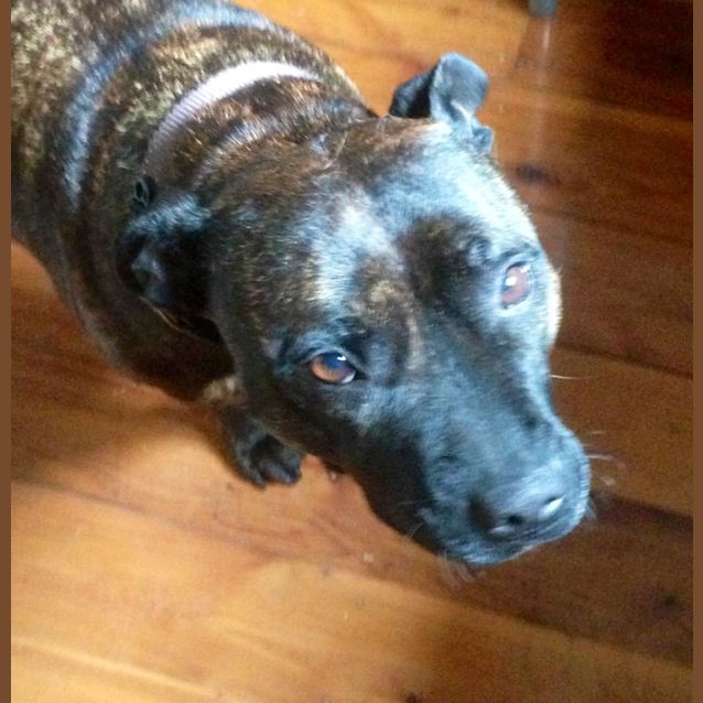 Chevy - purebred English Staffy - Small Female Staffy Dog in NSW ...