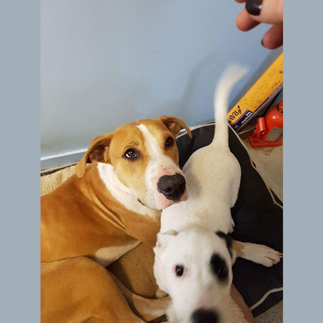 Opie - Large Male Bull Arab x Great Dane Mix Dog in NSW - PetRescue