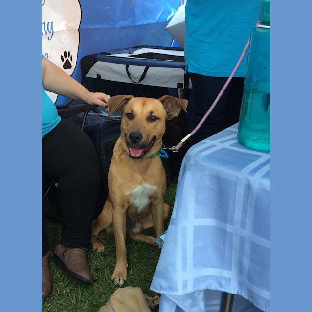 Rusty - Medium Male Kelpie x Ridgeback Mix Dog in QLD - PetRescue