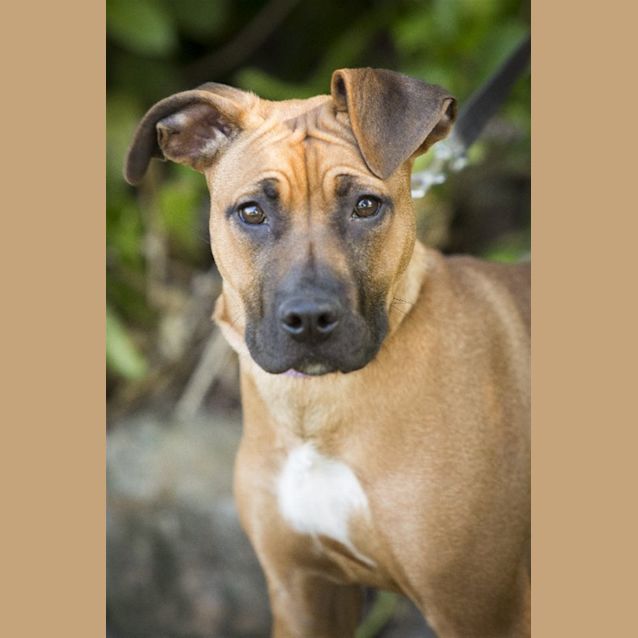Daisy - Medium Female Boxer x Rhodesian Ridgeback Mix Dog in QLD ...