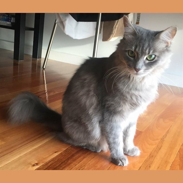 Eileen - Female Dmh Mix Cat in VIC - PetRescue