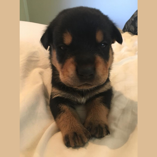 Rottie pups - Large Male Rottweiler Dog in QLD - PetRescue