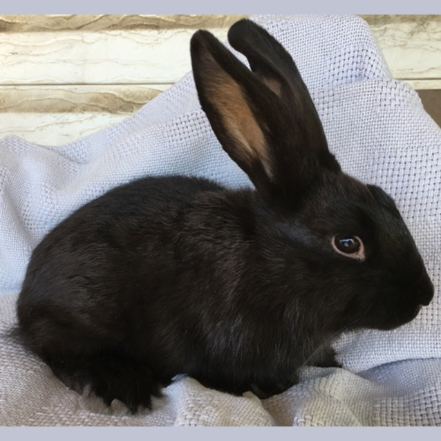 Ziggy - Male Lop Eared Mix Rabbit in NSW - PetRescue