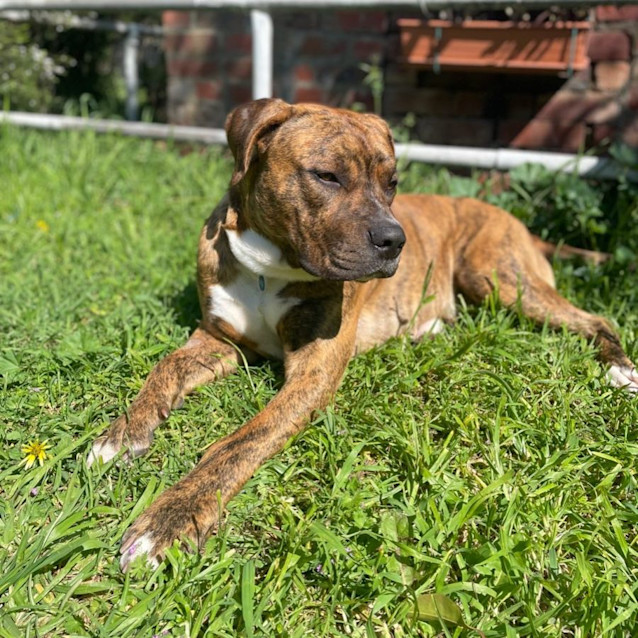 Biggie - Large Male Mastiff x Cross breed Mix Dog in VIC - PetRescue