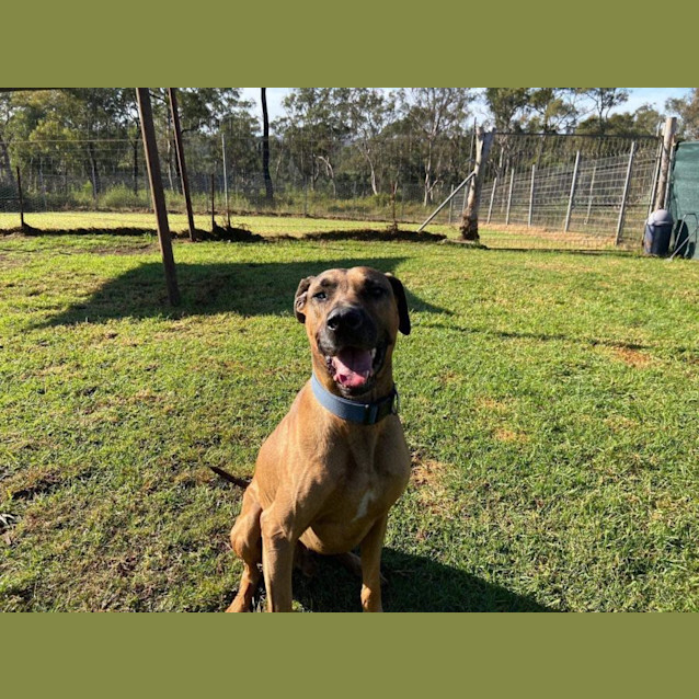 Scooby - Large Male Rhodesian Ridgeback Mix Dog in VIC - PetRescue