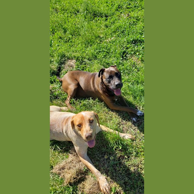 Ellie - Large Female Catahoula x Ridgeback Mix Dog in VIC - PetRescue