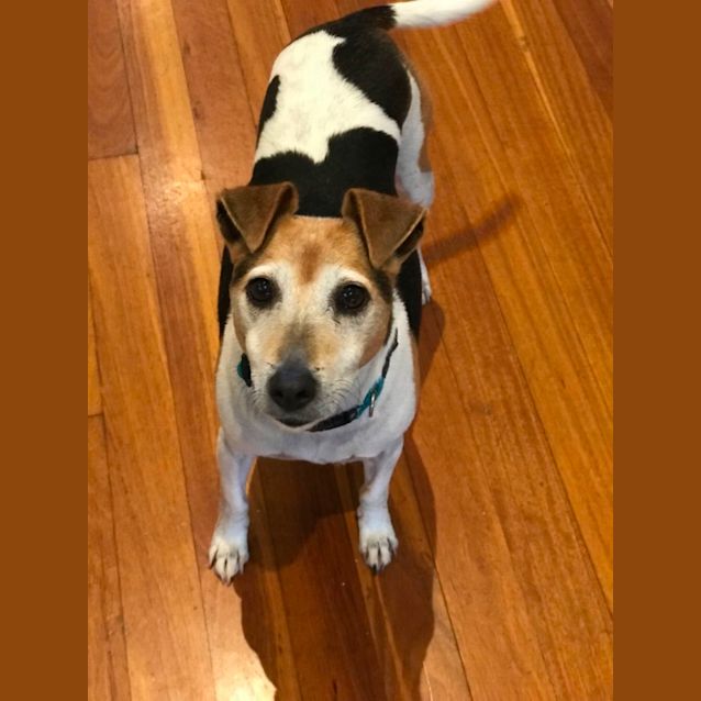 Louis - Small Male Jack Russell Terrier x Fox Terrier Mix Dog in NSW ...