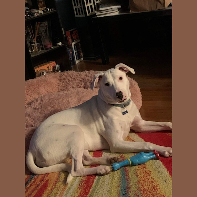 Groot - Medium Male Whippet x Staffordshire Bull Terrier Mix Dog in VIC ...