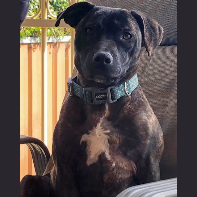 Luna - 3 Year Old Staffy X - Medium Female Staffy Mix Dog in NSW ...