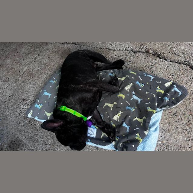 Stevie - Small Male French Bulldog Dog in QLD - PetRescue