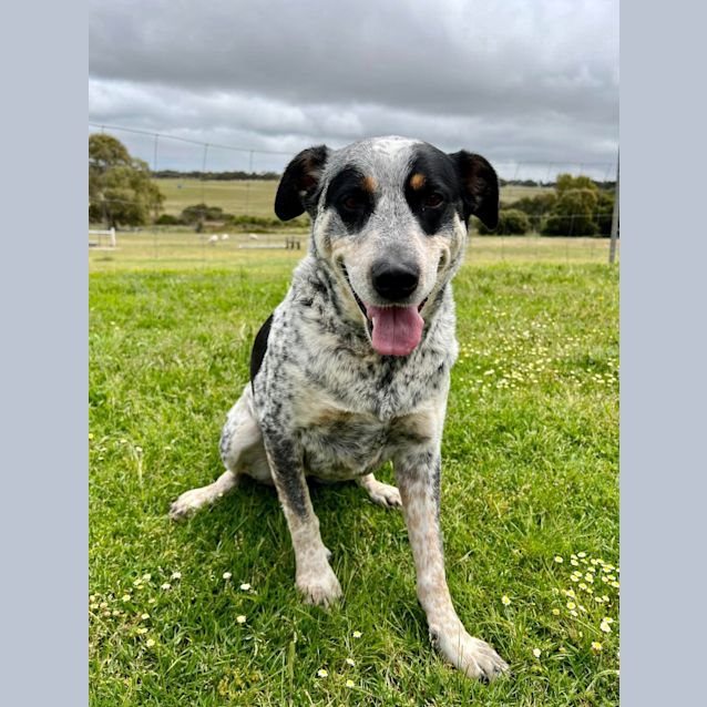 Izzie - Medium Female Blue Heeler x Kelpie Mix Dog in WA - PetRescue
