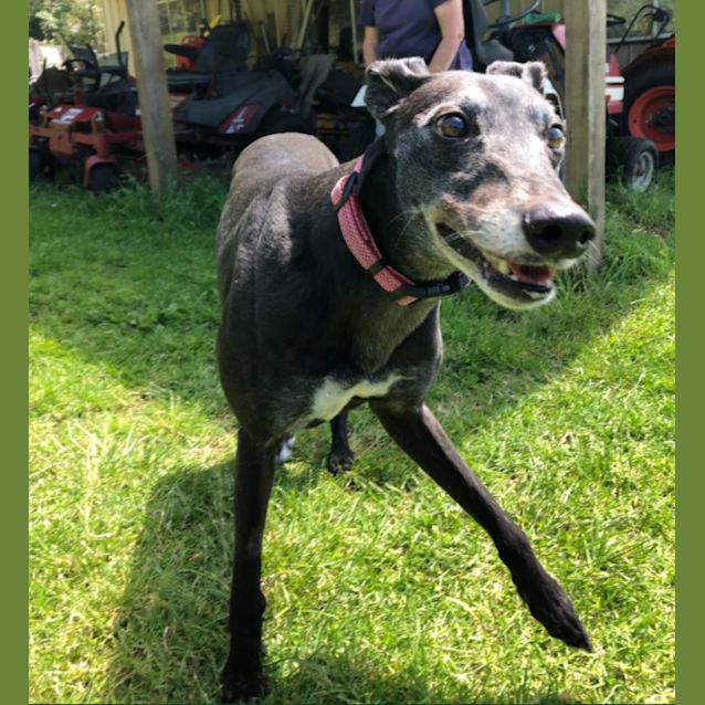 Ruby Doo - Large Female Greyhound Dog in NSW - PetRescue