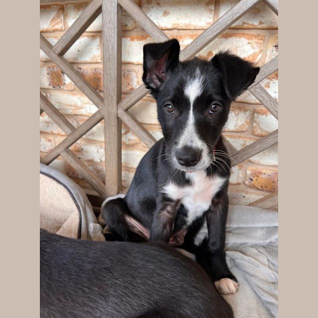 Milo - Medium Male Border Collie x Kelpie Mix Dog in NSW - PetRescue