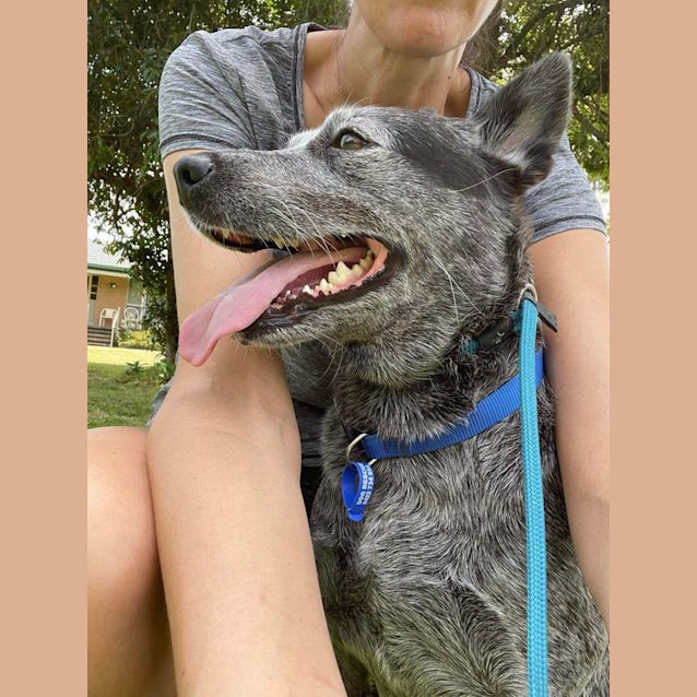 Lucy - 3 Year Old Cattle Dog (On Trial) - Medium Female Cattle Dog Dog ...