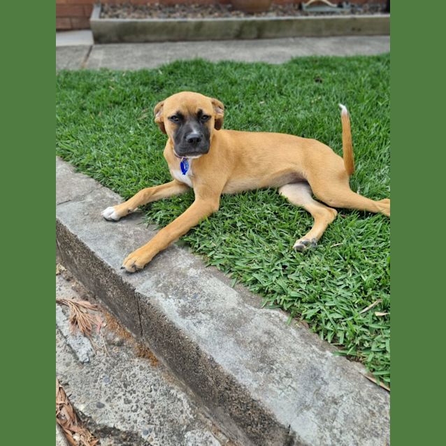 Belle - 5 Month Old Boxer X (On Trial) - Medium Female Boxer Mix Dog in ...