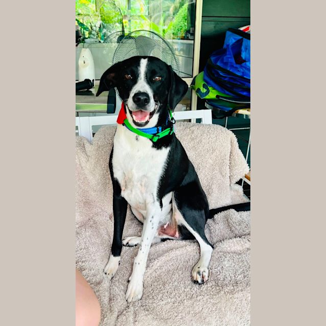 Roscoe - Large Male Border Collie x German Shorthaired Pointer Mix Dog ...
