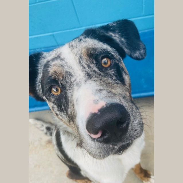Apache - Medium Male Australian Cattle Dog x Louisiana Catahoula ...