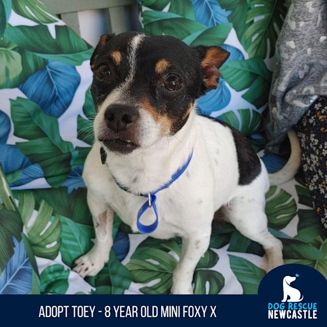 Toey - 8 Year Old Mini Foxy X (On Trial) - Small Male Miniature Fox ...