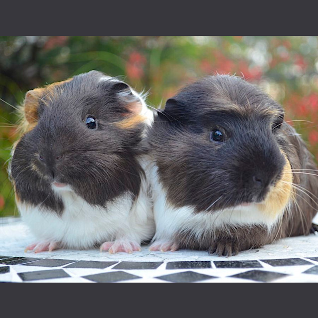 Mario and Luigi - Male Medium-hair Guinea Pig in NSW - PetRescue