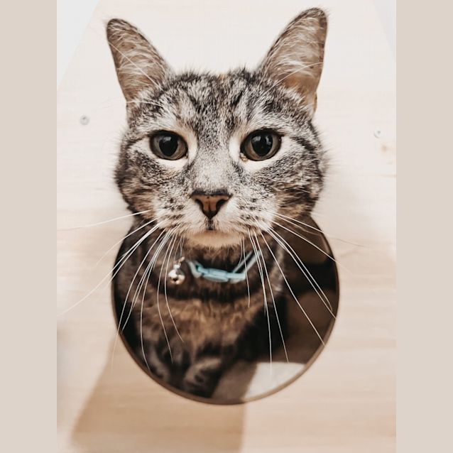 Toru - Female Domestic Short Hair Cat in VIC - PetRescue