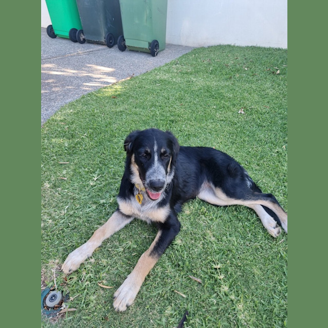 Darla - Large Female Maremma Sheepdog x Mixed Breed Mix Dog in WA ...