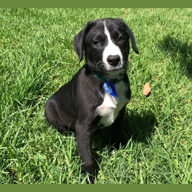 Cody-15 Wk Border Collie x Kelpie x (Trial) - Medium Male Border Collie x Kelpie x Catahoula Mix ...