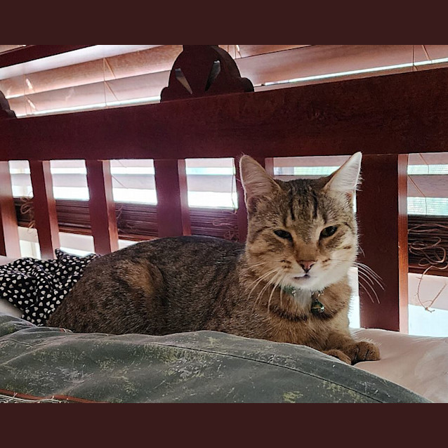 Dimmy - Male Domestic Short Hair Cat in VIC - PetRescue