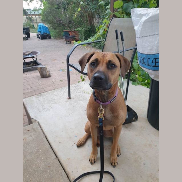 Willow - Large Female Rhodesian Ridgeback Mix Dog in VIC - PetRescue