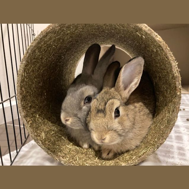Penny & Pebbles (Located in West Melbourne) - Female Flemish Giant x ...