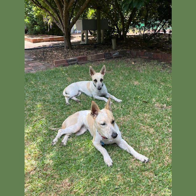 Milly - Small Female Mixed Breed Dog in WA - PetRescue