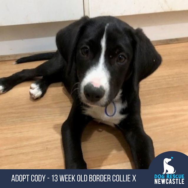 Cody-15 Wk Border Collie x Kelpie x (Trial) - Medium Male Border Collie x Kelpie x Catahoula Mix ...