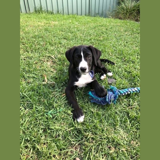 Cody-15 Wk Border Collie x Kelpie x (Trial) - Medium Male Border Collie x Kelpie x Catahoula Mix ...