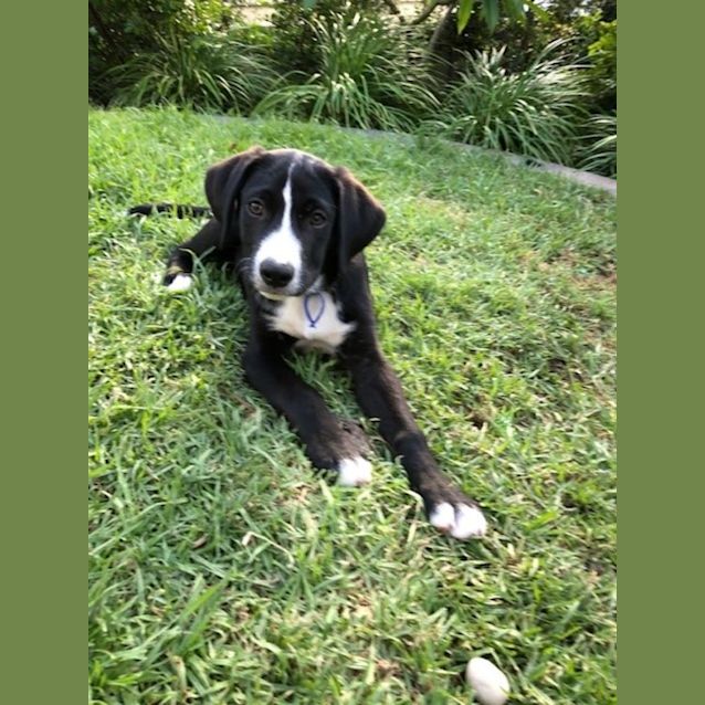 Cody-15 Wk Border Collie x Kelpie x (Trial) - Medium Male Border Collie x Kelpie x Catahoula Mix ...