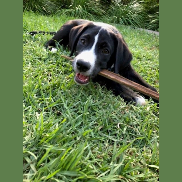 Cody-15 Wk Border Collie x Kelpie x (Trial) - Medium Male Border Collie x Kelpie x Catahoula Mix ...