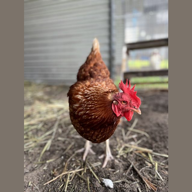 Chicky Babe - Female Chicken Mix Fowl in WA - PetRescue