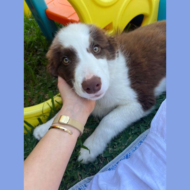 Milo - Medium Male Border Collie Dog in QLD - PetRescue