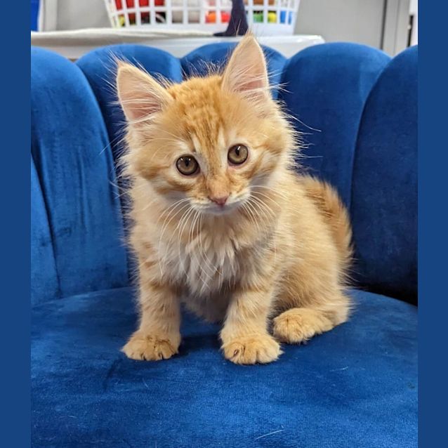 Edmond - Male Domestic Medium Hair Cat in NSW - PetRescue